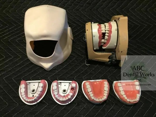 Kavo Jaw, Skin, with Typodents, Extra ModuPro Carrier – ABCDentalworks